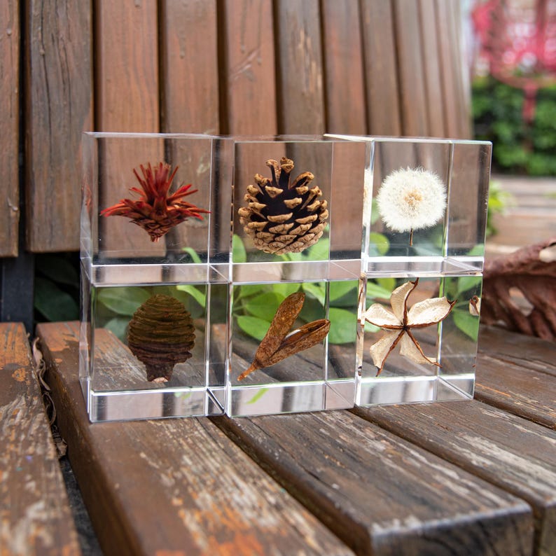 Natural Spiral Oddities Cube Decor, Platys Pod in Acrylic, High Clarity ...