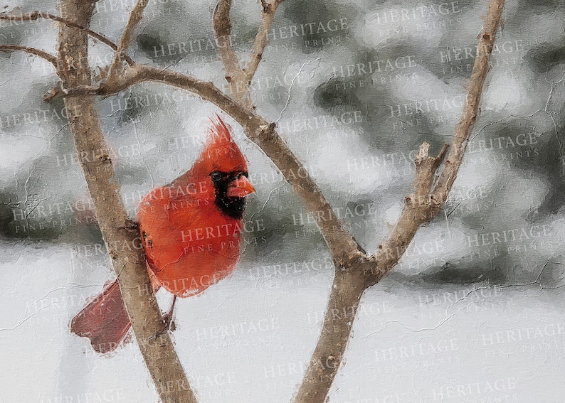 Winter Cardinal Art Print | Winter Farmhouse PRINTABLE Neutral Painting ...