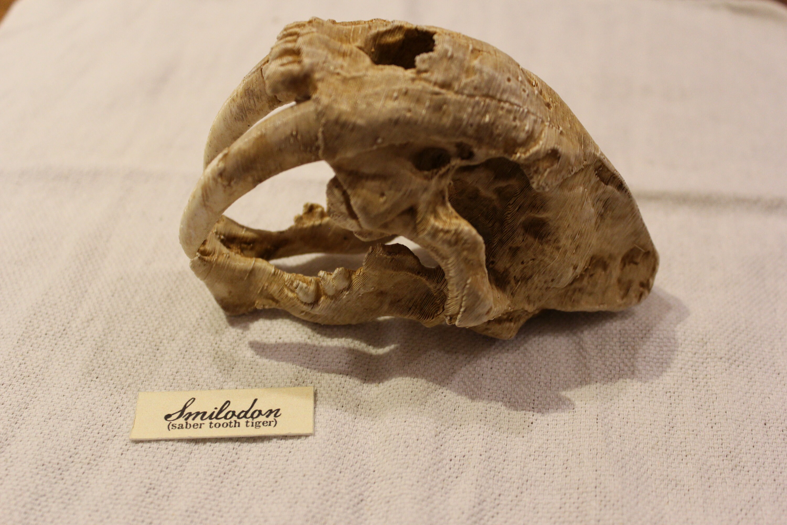 Saber-toothed Tiger Skull, Smilodon, Skull Replica, 3d Printed, Hand ...