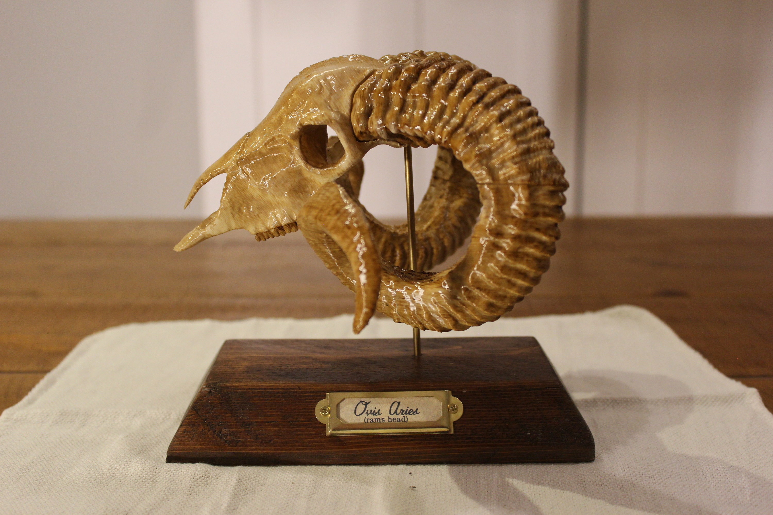 Rams Head Skull Replica, 3d Printed, Hand Painted/finished With Rustic ...