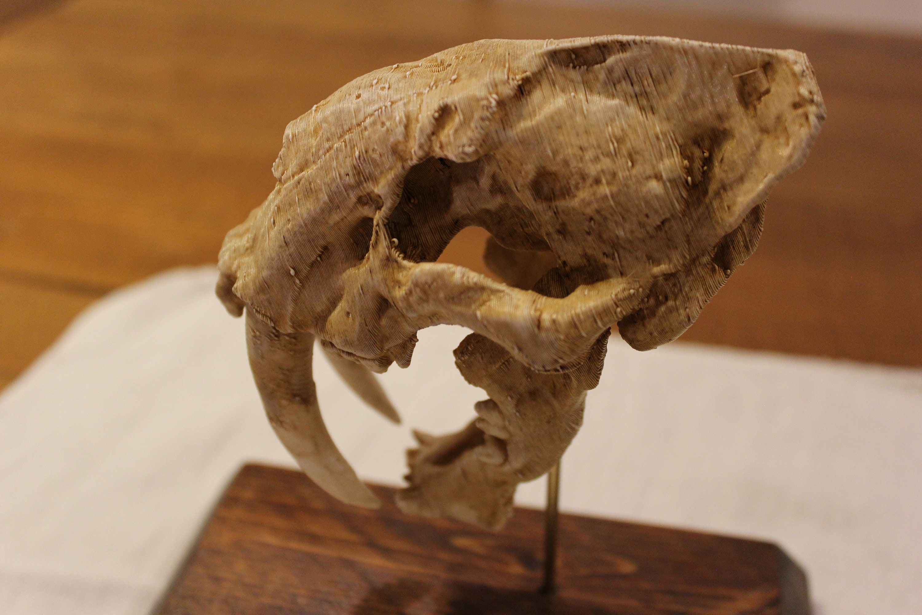 Saber-toothed Tiger Skull, Smilodon, Skull Replica, 3d Printed, Hand ...