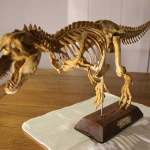 T-rex Skeleton, Tyrannosaurus Rex Skeleton Replica, 3d Printed, Hand ...