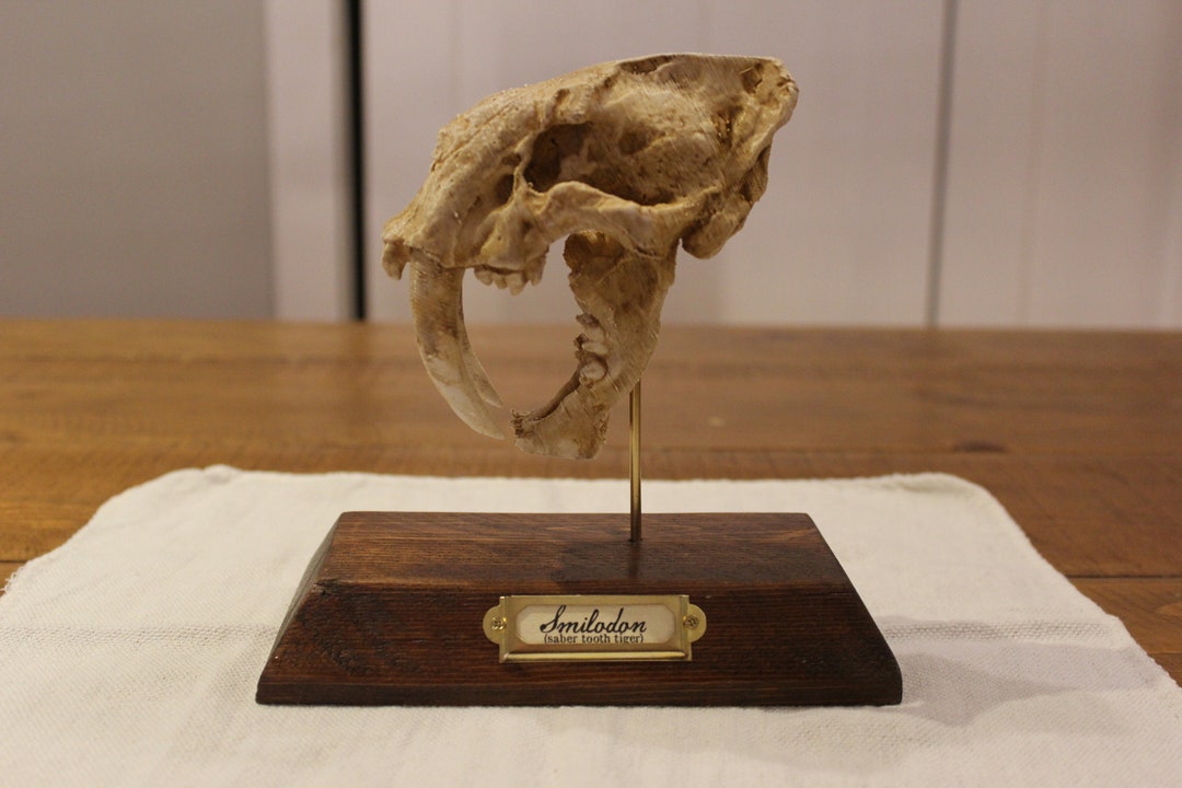 Saber-toothed Tiger Skull, Smilodon, Skull Replica, 3d Printed, Hand ...