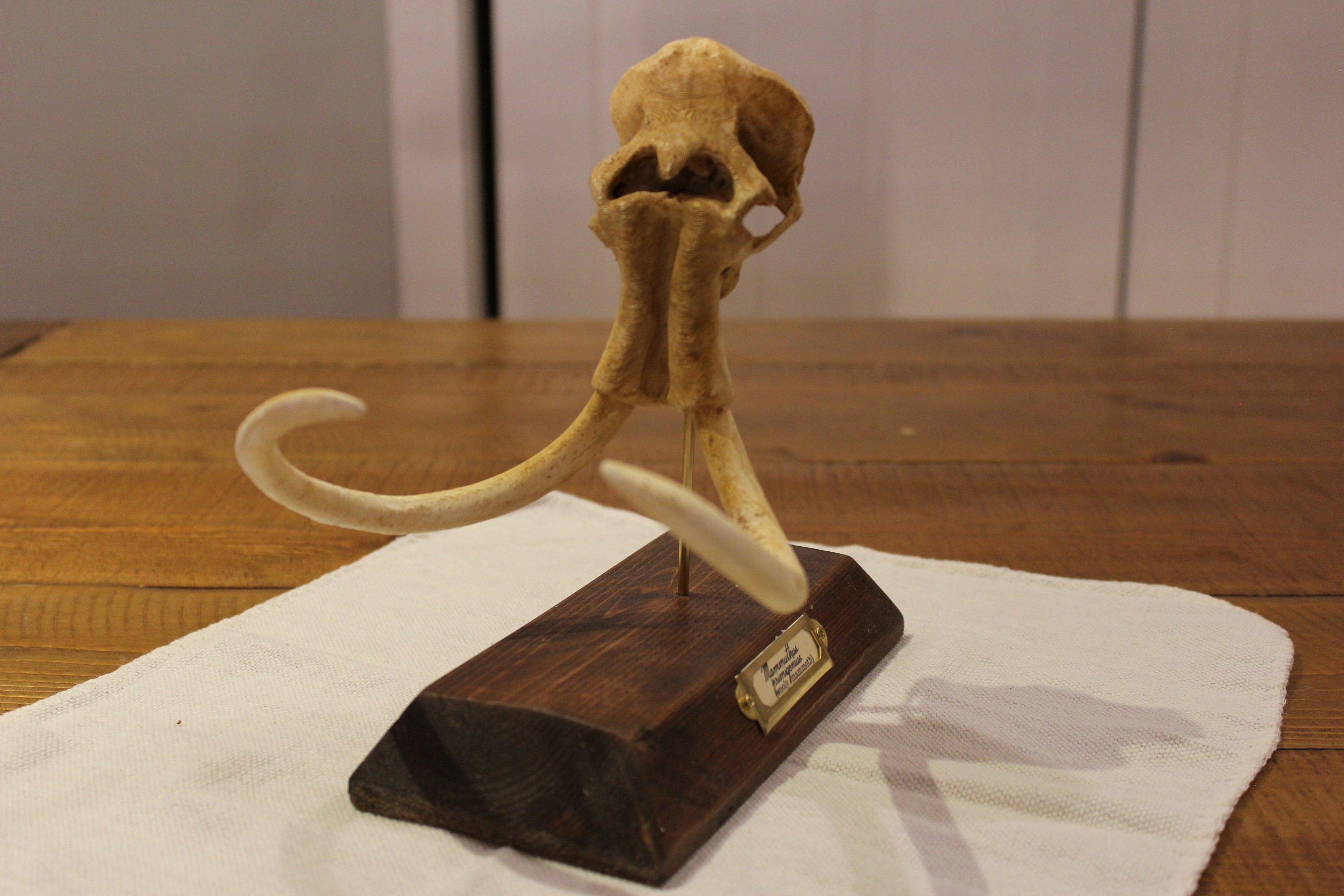 Wooly Mammoth Skull Replica, 3d Printed, Hand Painted/finished With ...