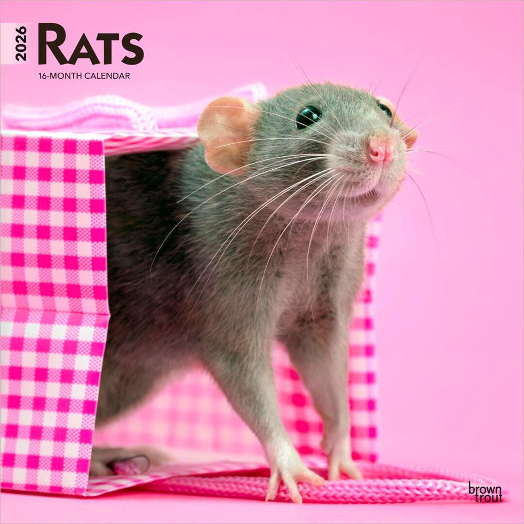 Rats Calendar 2026 | Square 30cm X 30cm | 100% Plastic Free - Etsy