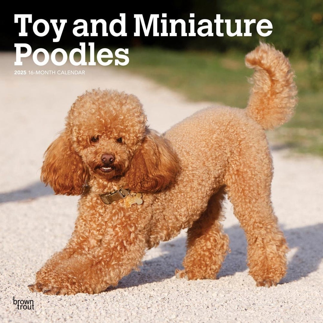 Toy & Miniature Poodles Calendar 2025 Square 30cm X 30cm 100% Plastic ...