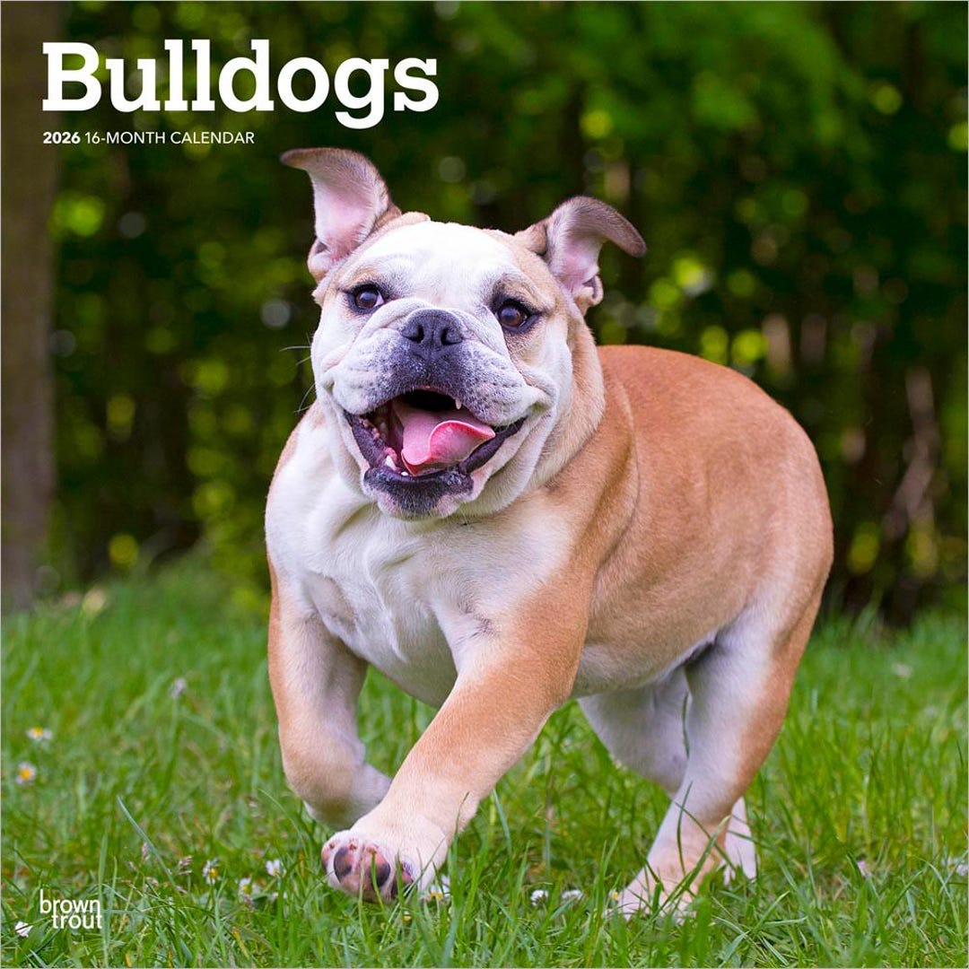 Bulldogs Calendar 2026 | Square 30cm X 30cm | 100% Plastic Free - Etsy