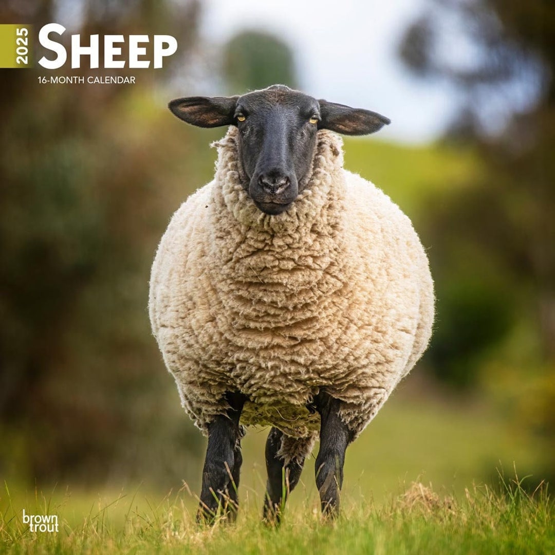 Sheep Calendar 2025 Square 30cm X 30cm 100% Plastic Free - Etsy