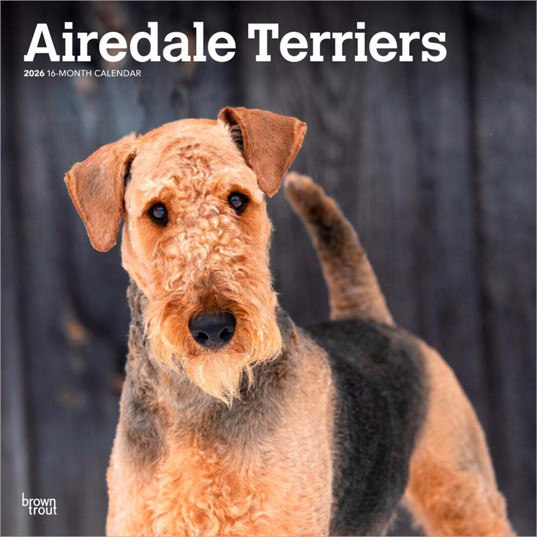 Airedale Terriers Calendar 2026 | Square 30cm X 30cm | 100% Plastic ...
