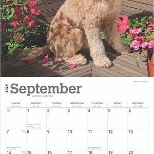 Labradoodles Calendar 2025 Square 30cm X 30cm 100% Plastic Free - Etsy