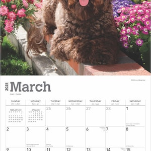 Labradoodles Calendar 2025 Square 30cm X 30cm 100% Plastic Free - Etsy