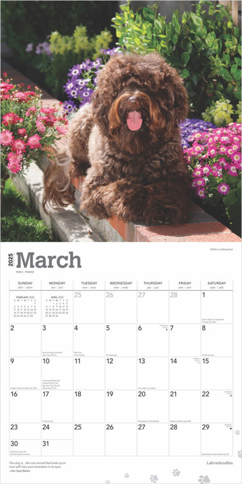 Labradoodles Calendar 2025 Square 30cm X 30cm 100% Plastic Free - Etsy