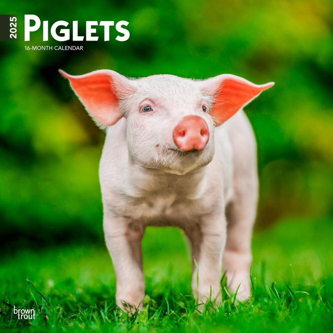 Piglets Calendar 2025 Square 30cm X 30cm 100% Plastic Free - Etsy UK