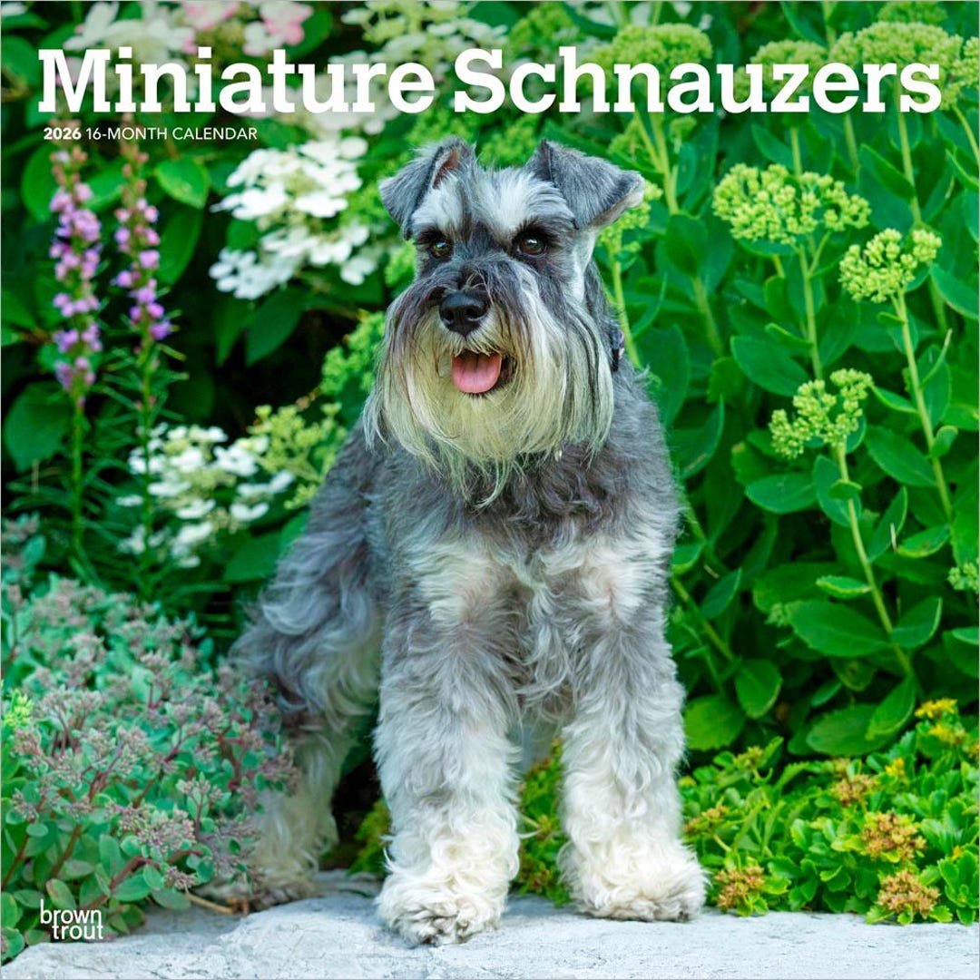 Miniature Schnauzers Calendar 2026 | Square 30cm X 30cm | 100% Plastic ...