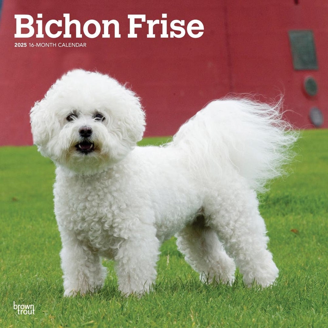 Bichon Frise Calendar 2025 Square 30cm X 30cm 100% Plastic Free - Etsy
