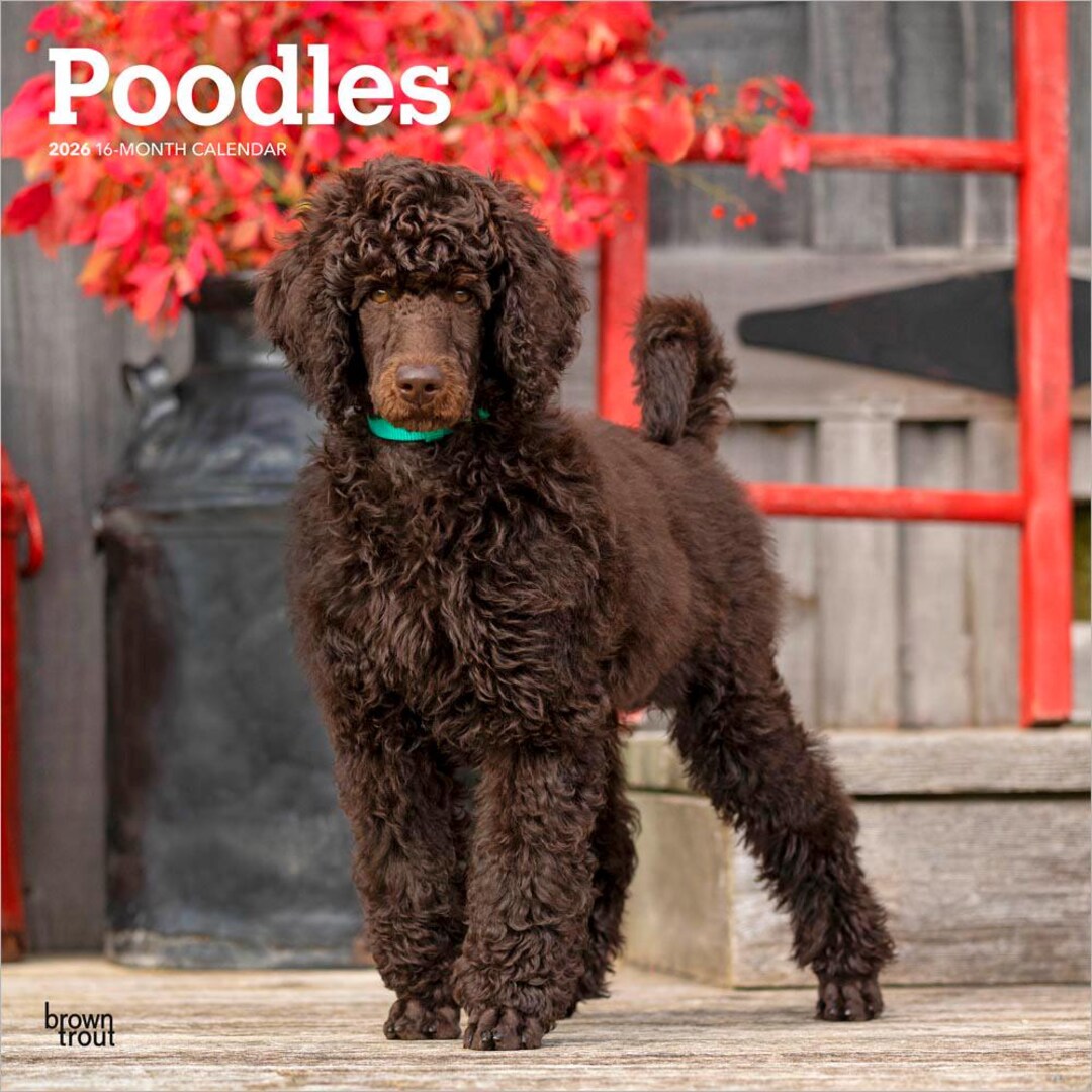 Poodles Calendar 2026 | Square 30cm X 30cm | 100% Plastic Free - Etsy