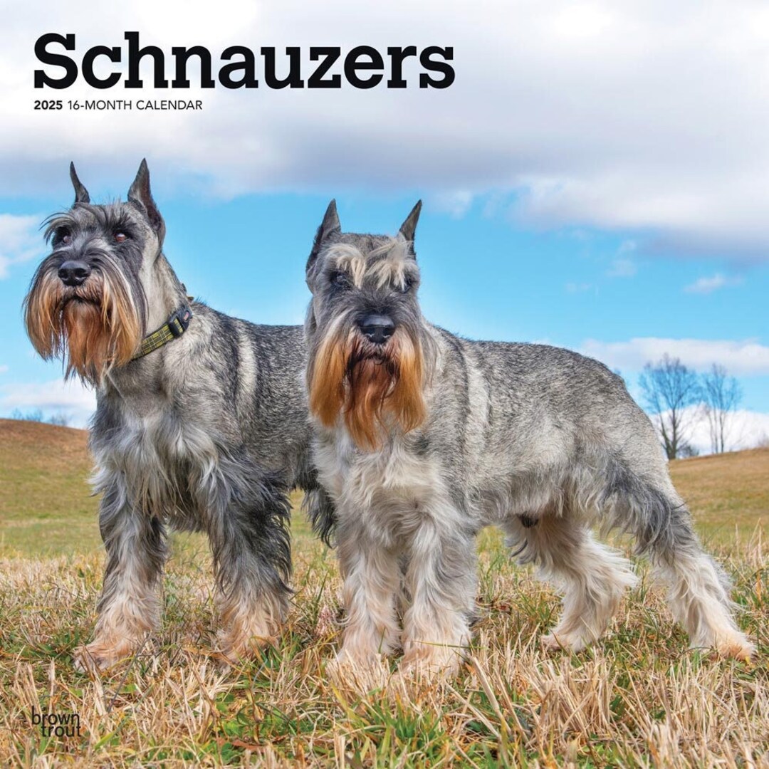 Schnauzers Calendar 2025 Square 30cm X 30cm 100% Plastic Free - Etsy