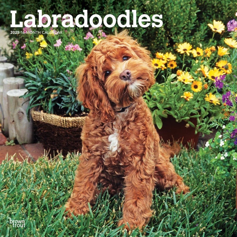 Labradoodles Calendar 2025 Square 30cm X 30cm 100% Plastic Free - Etsy