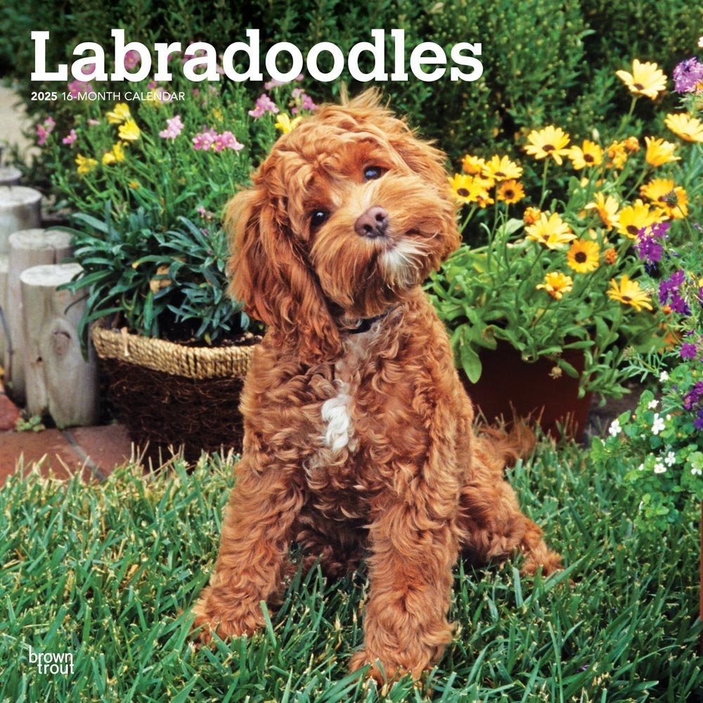 Labradoodles Calendar 2025 Square 30cm X 30cm 100% Plastic Free - Etsy