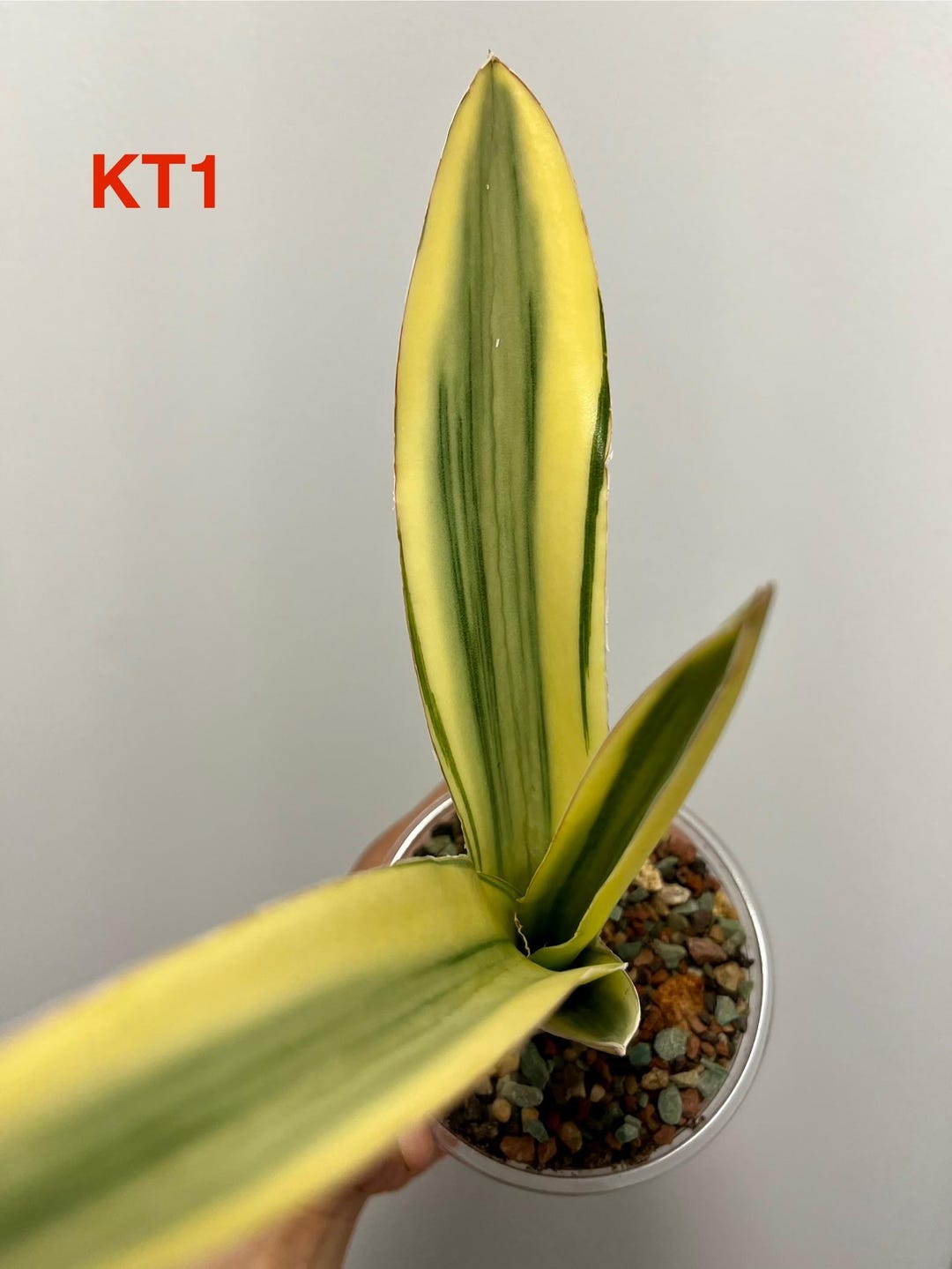 Sansevieria Katana Variegated, Rare Find, Exact Plant, US Seller, Free ...