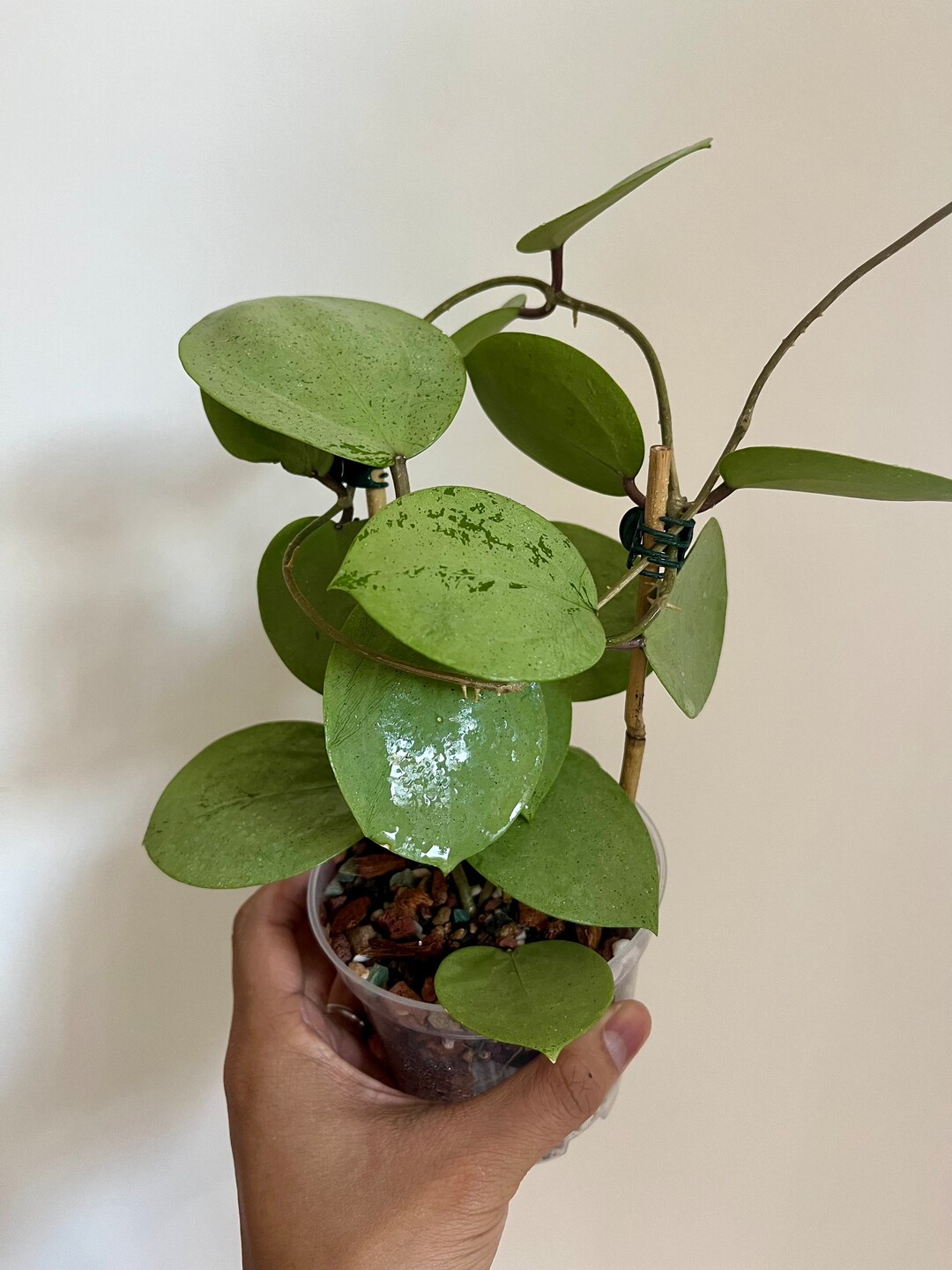 Hoya Verticillata Silver Heart , Exact Plant, US Seller, Free Shipping ...