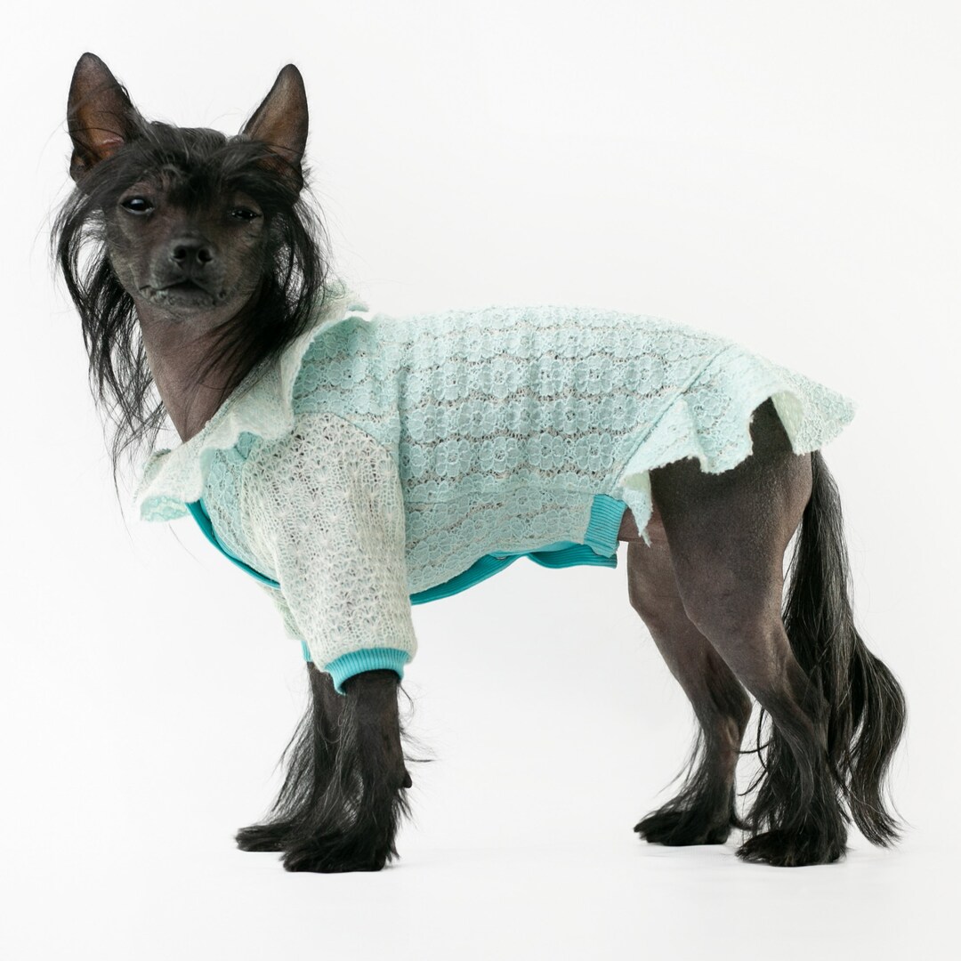 Light Blue Dog Costume, Small Dog Clothes, Pet Costume, Chihuahua ...