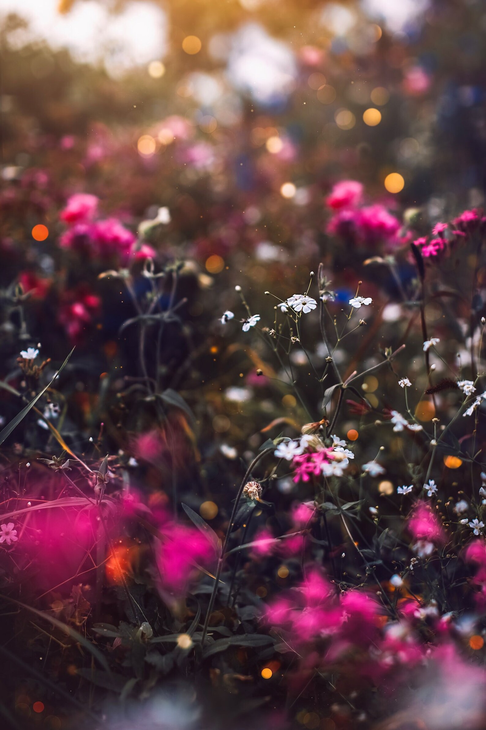Flower Field of Dreams - Etsy