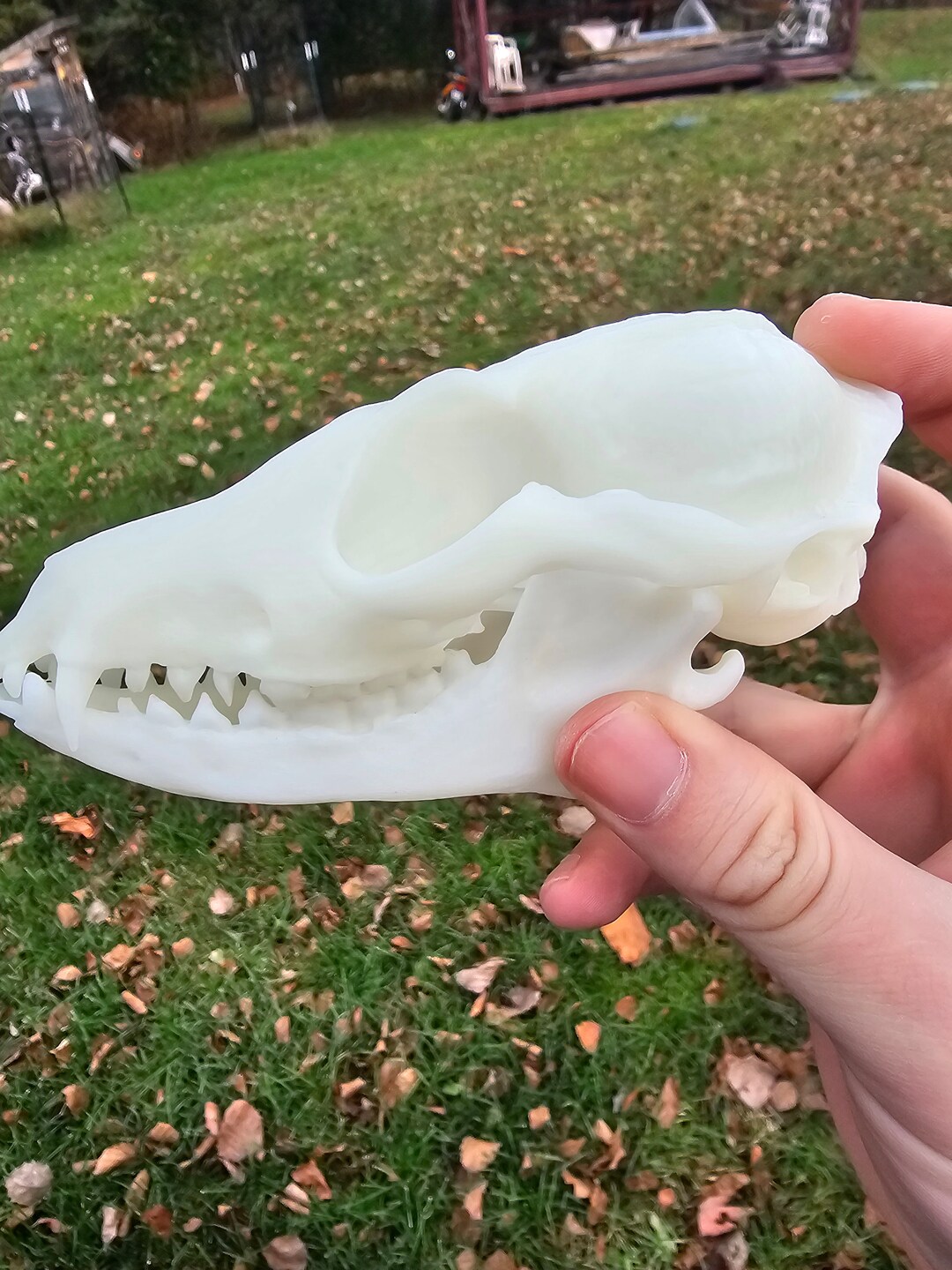 Fox Skull Resin 3d Print free Shipping in the US - Etsy