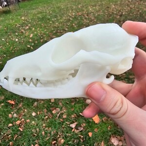 Fox Skull Resin 3d Print free Shipping in the US - Etsy