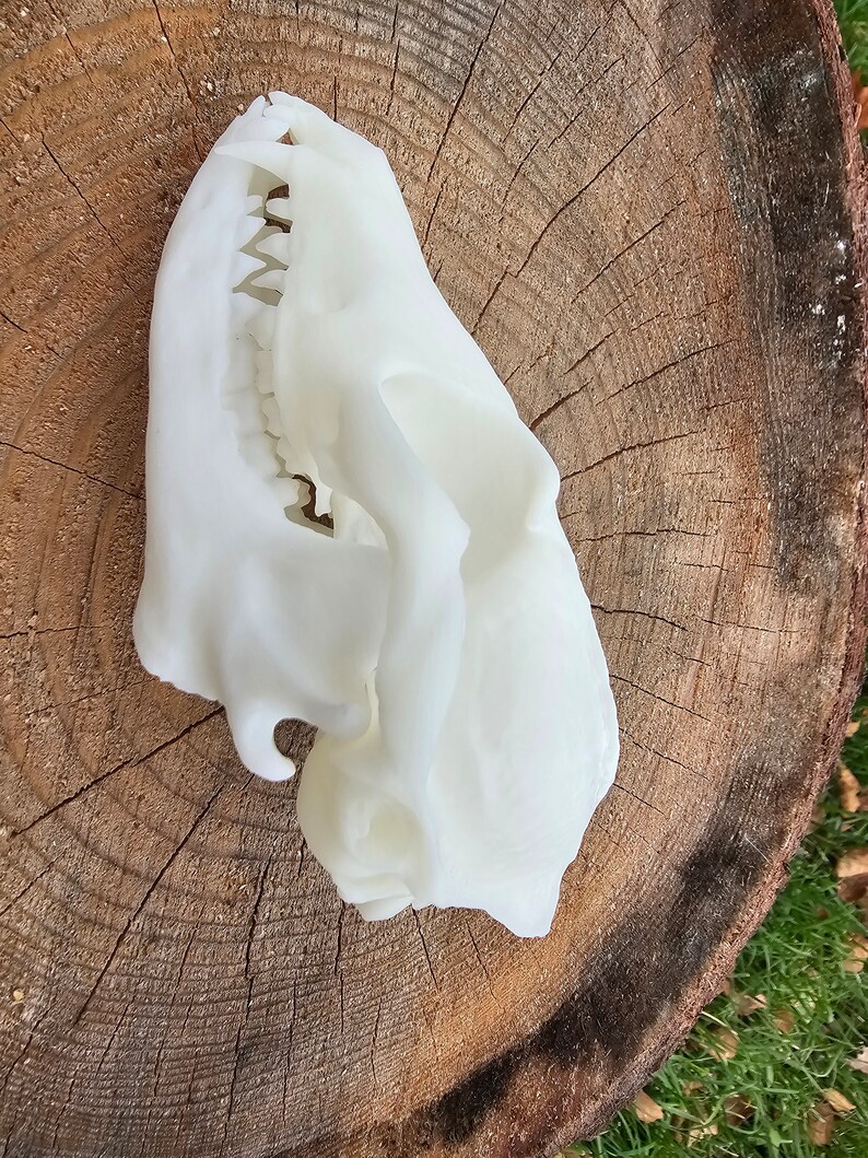 Fox Skull Resin 3d Print free Shipping in the US - Etsy