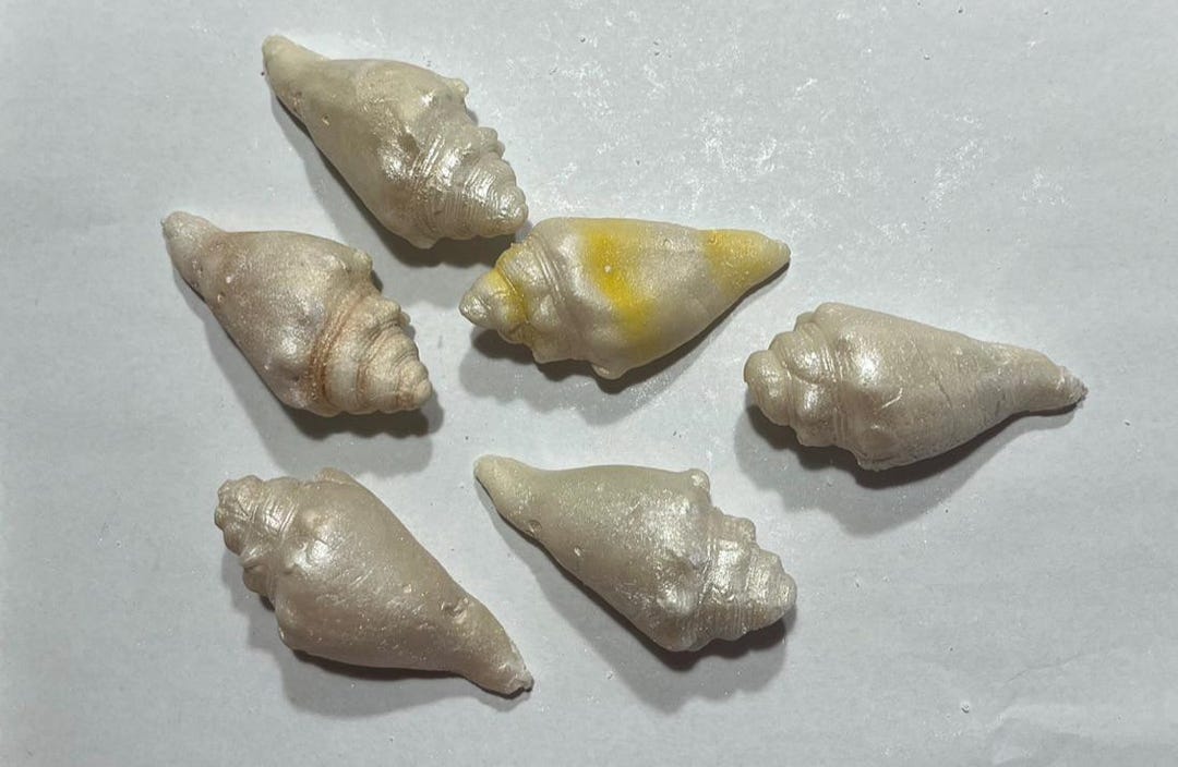 Long Shells 2" Set of 6 - Etsy