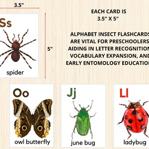 Insect Flashcards, Bug Alphabet,insect Alphabet Cards, Alphabet Flash ...