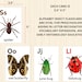 Insect Flashcards, Bug Alphabet,insect Alphabet Cards, Alphabet Flash ...
