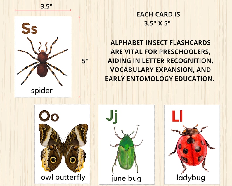 Insect Flashcards, Bug Alphabet,insect Alphabet Cards, Alphabet Flash ...