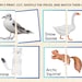 Arctic Animal Matching,arctic Animal Puzzle,winter Animal Montessori ...