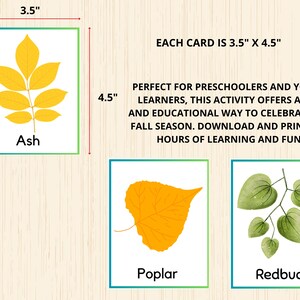 Autumn Leaves Flashcards,fall Montessori,homeschooling,leaf ...