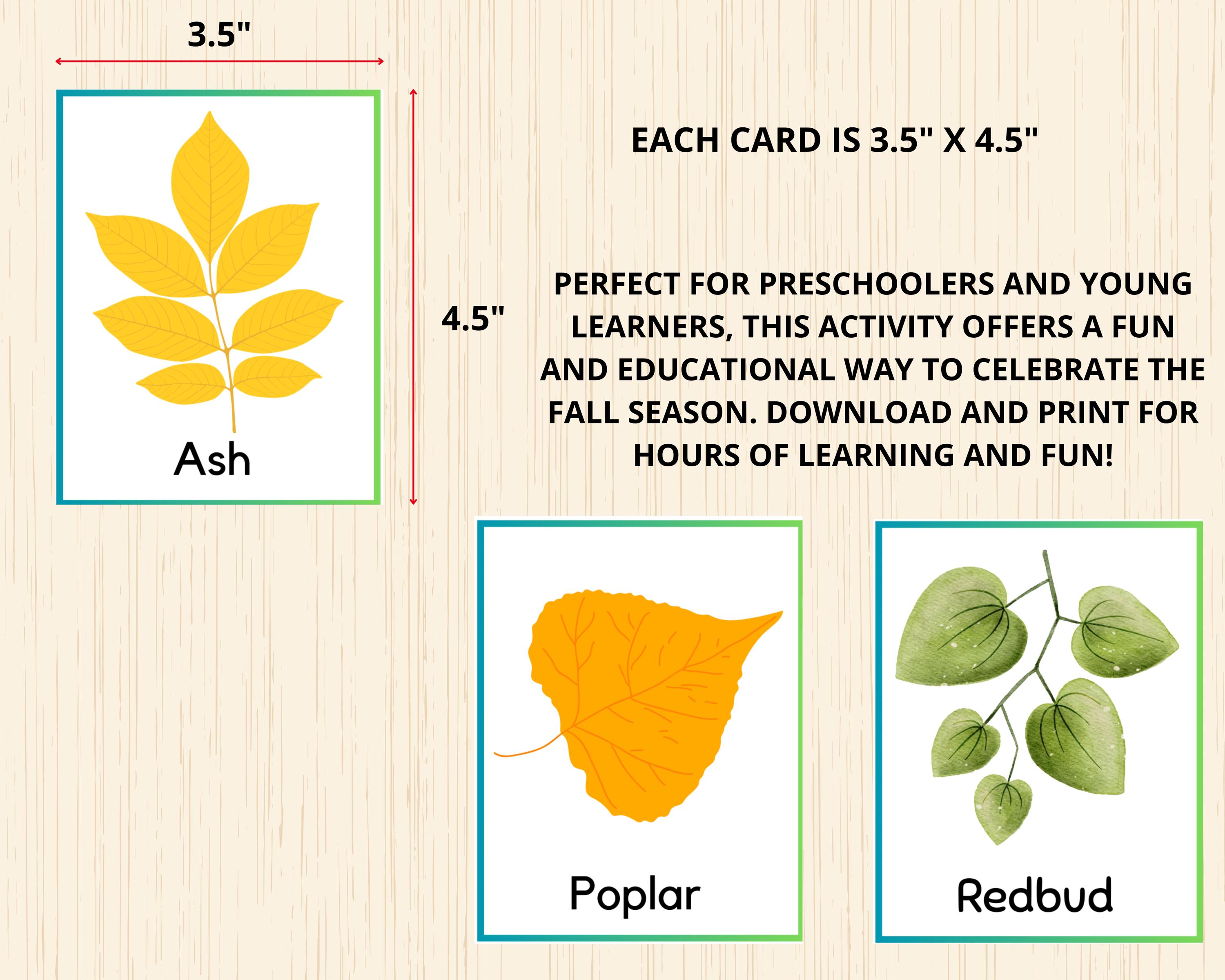 Autumn Leaves Flashcards,fall Montessori,homeschooling,leaf ...