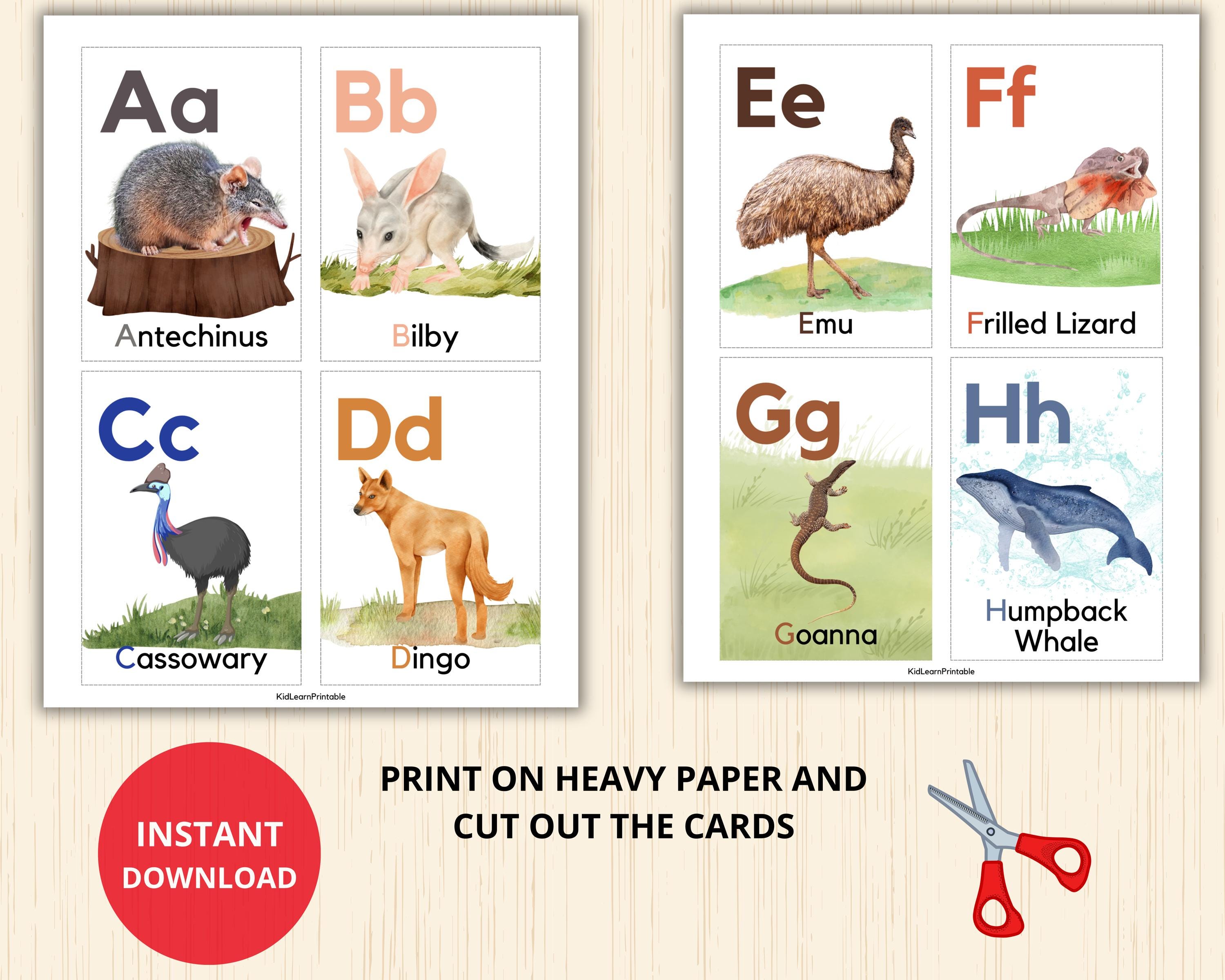 Australian Animals Alphabet,australian Alphabet Posters,abc Alphabet ...