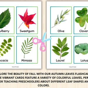 Autumn Leaves Flashcards,fall Montessori,homeschooling,leaf ...