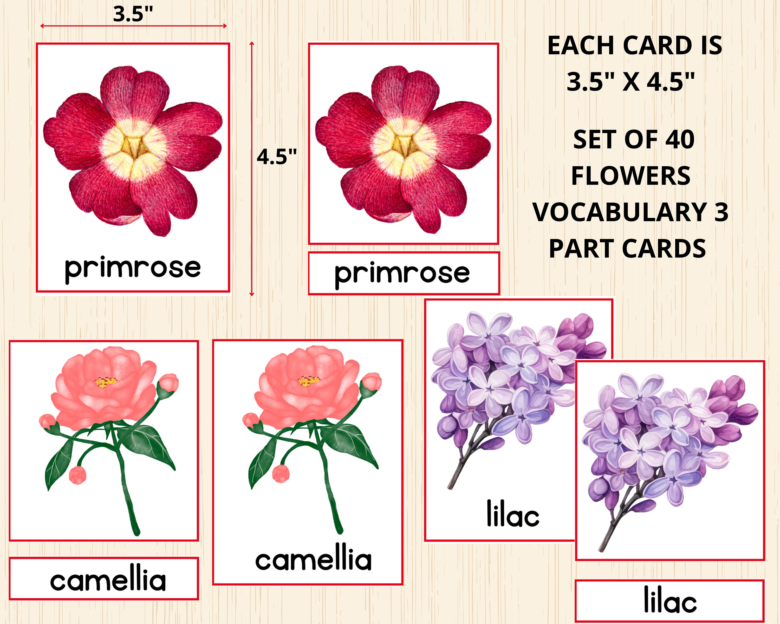 Flower 3-part Cards, Spring Montessori Activity,flowers Flashcards ...