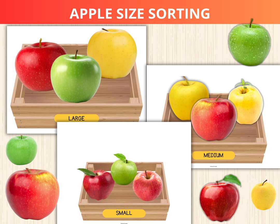 Apple Size Sorting,fall Size Sorting Activity,apple Unit Study ...