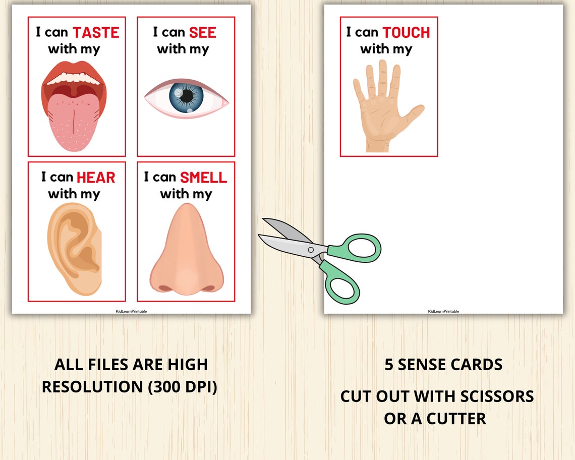 Five Senses Sorting Activity, 5 Sense Activities,5 Senses ...
