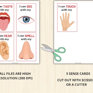 Five Senses Sorting Activity, 5 Sense Activities,5 Senses ...