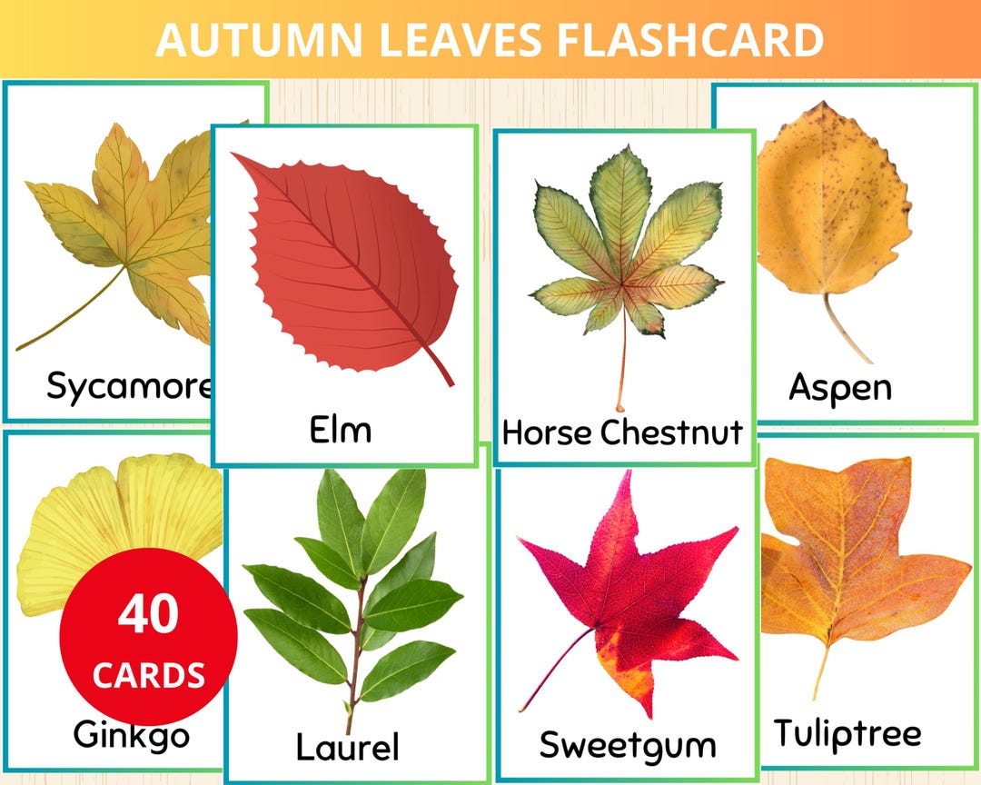 Autumn Leaves Flashcards,fall Montessori,homeschooling,leaf ...