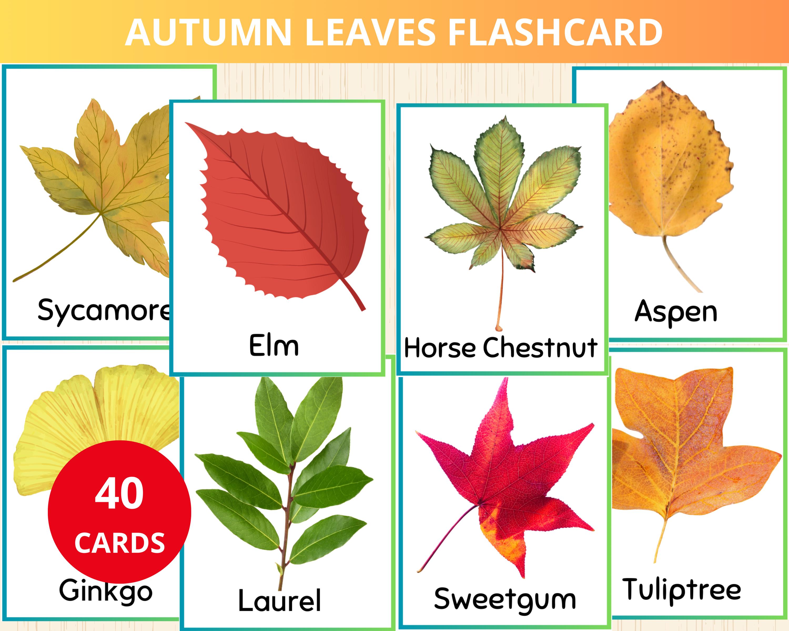 Autumn Leaves Flashcards,fall Montessori,homeschooling,leaf ...