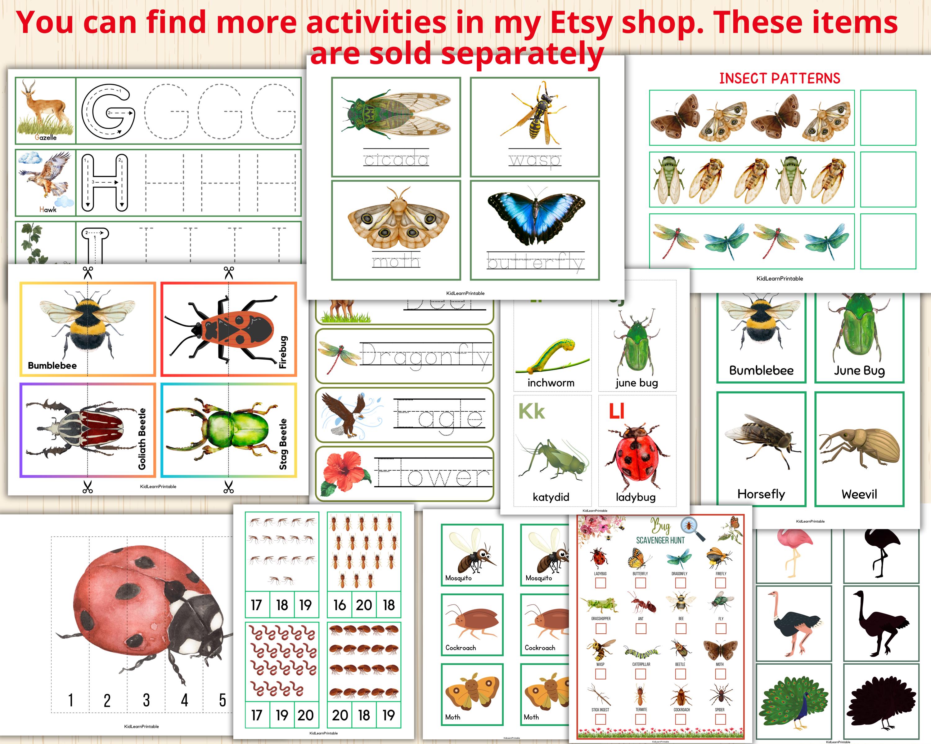 Insect Flashcards,bug Flashcards,bugs Montessori Preschool,bug ...