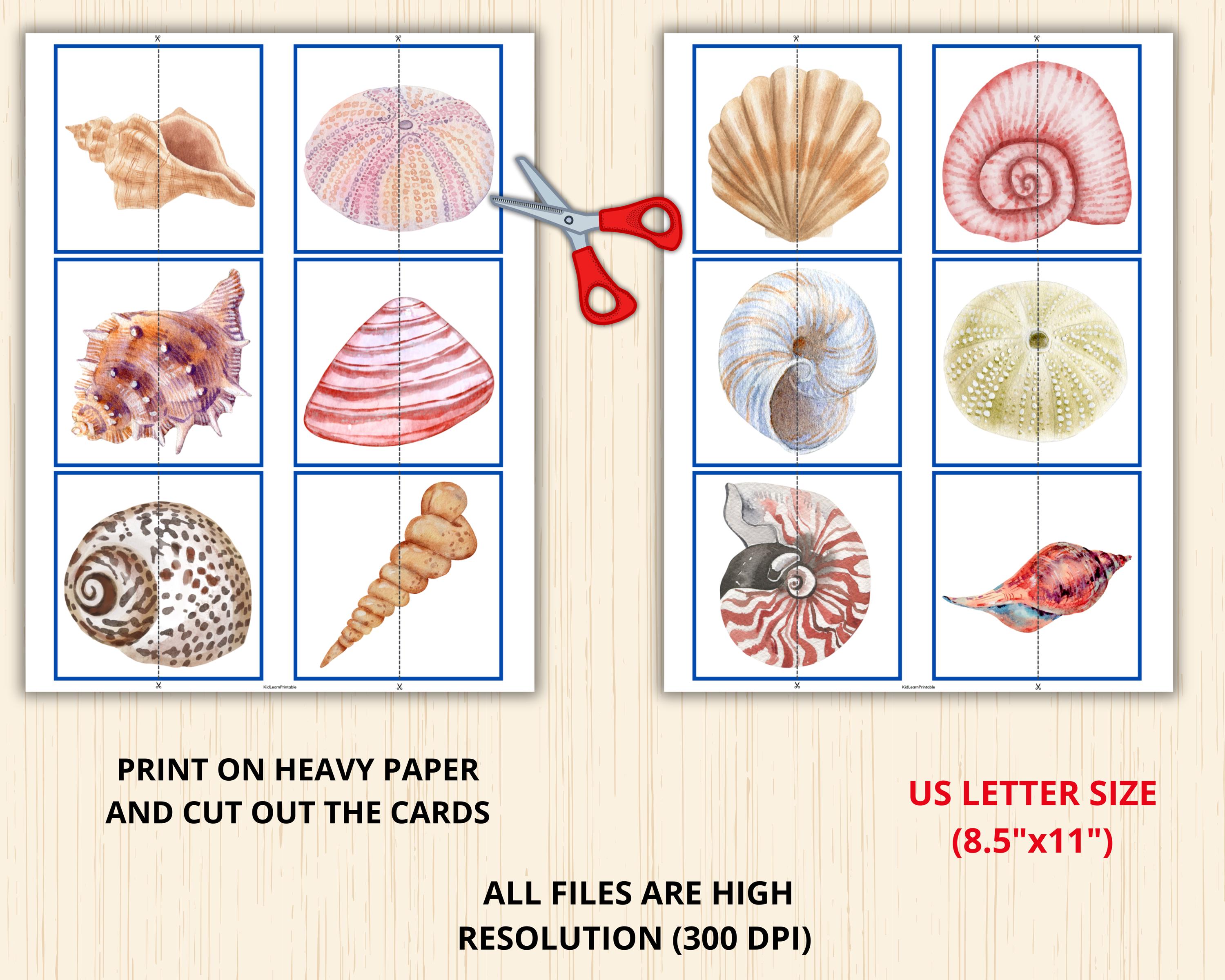 Seashell Matching Activity,seashell Matching Game,ocean Animal Puzzles ...