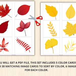 Autumn Color Sorting Activity,color Matching Game,autumn Leaves Colour ...