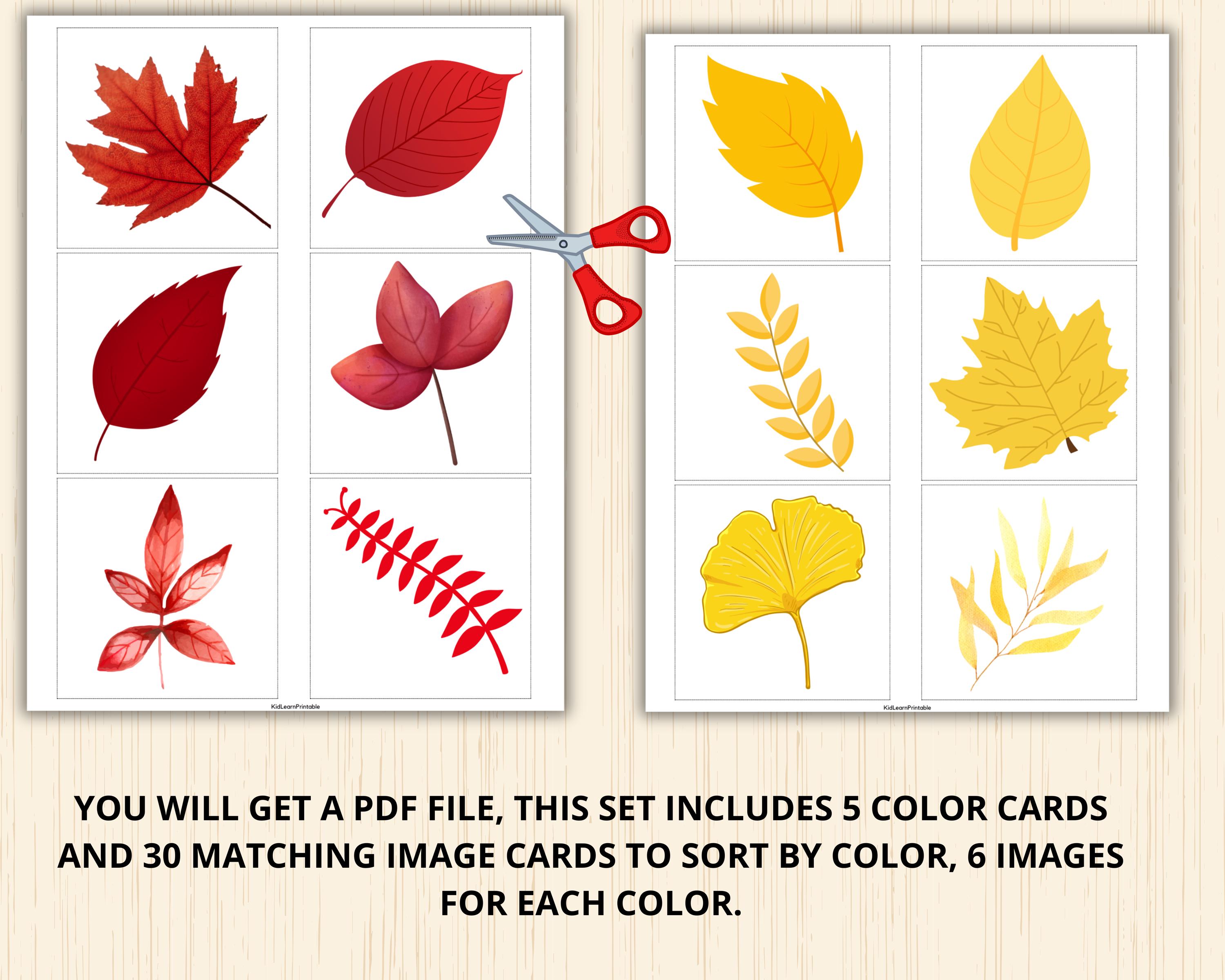 Autumn Color Sorting Activity,color Matching Game,autumn Leaves Colour ...