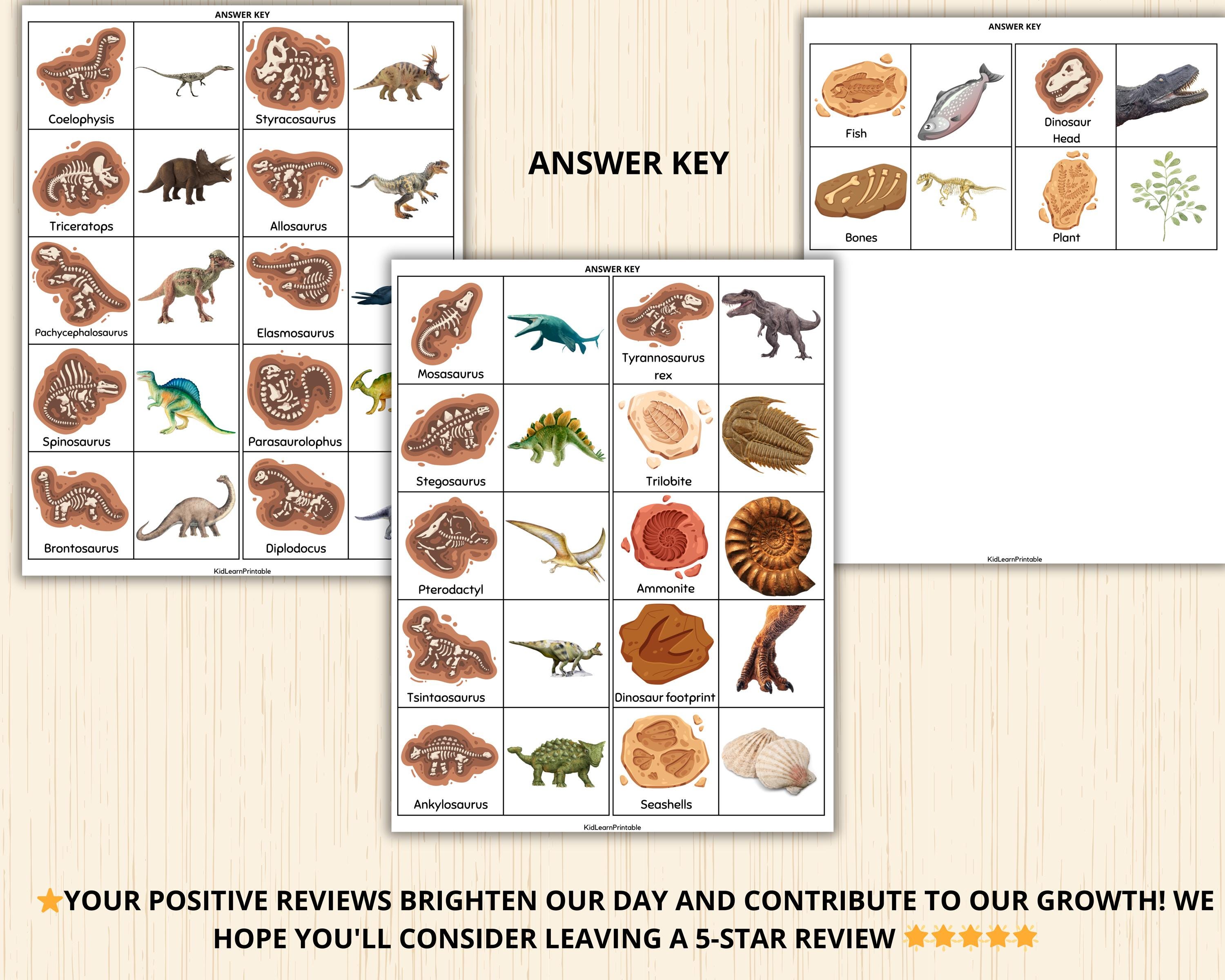 Fossil Identification Card,dinosaur Fossil,prehistoric Fossils,fossil ...